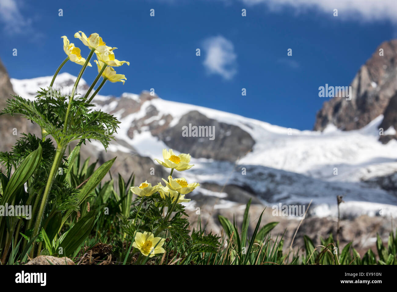 Yellow alpine pasqueflowers / alpine anemones (Pulsatilla alpina subsp ...