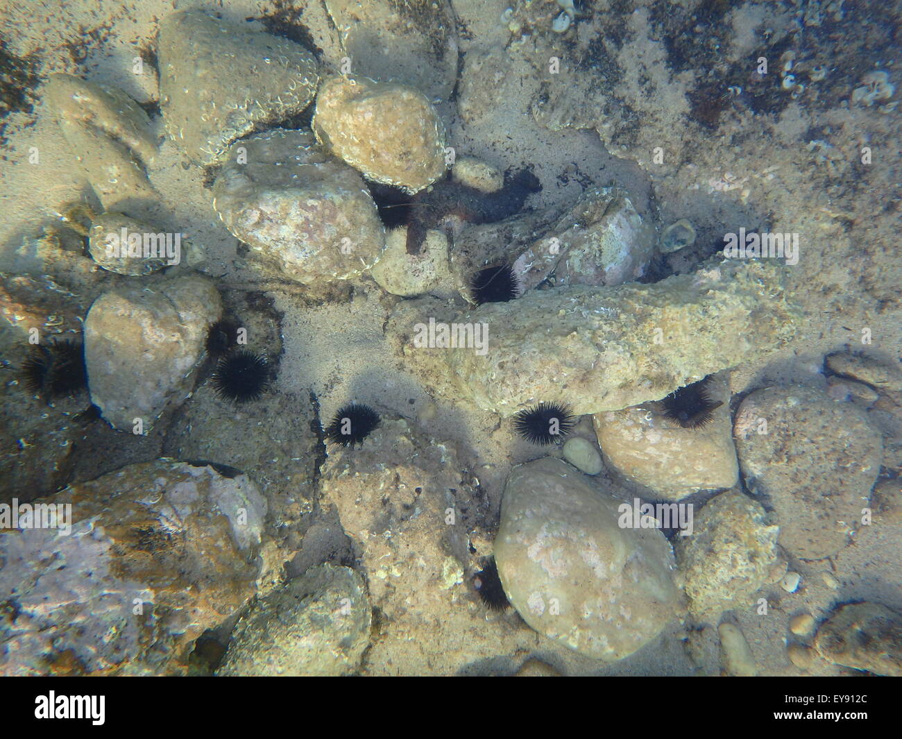 Sea life, shells, animals and fish at the bottom of the sea, underwater ...