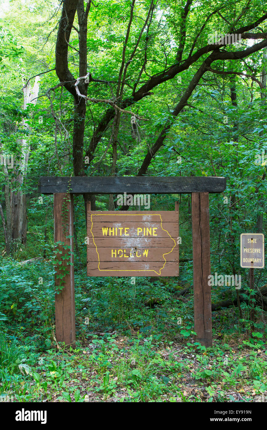 White pine hollow hi-res stock photography and images - Alamy