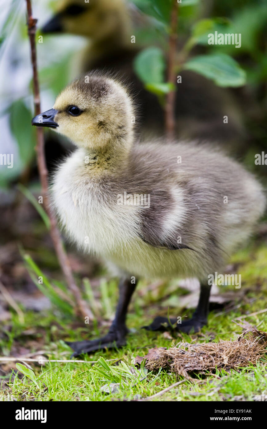 Canada Goose (Branta canadensis) gosling at Cheney Lake; Anchorage ...