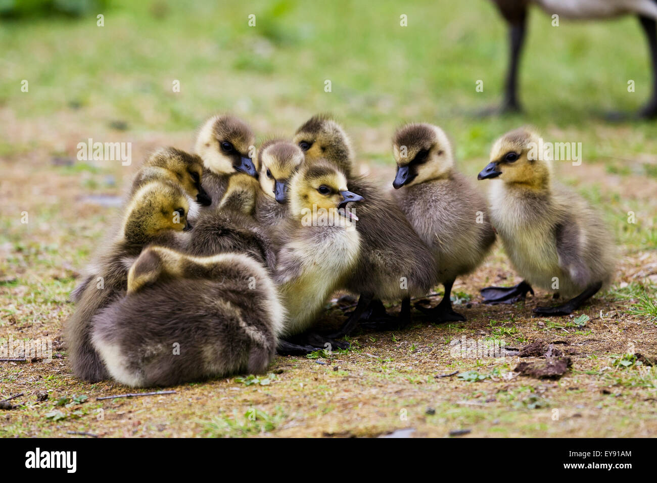 Canada Goose (Branta canadensis) goslings at Cheney Lake; Anchorage ...