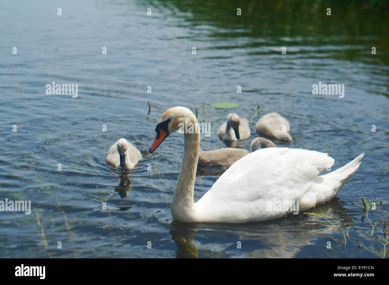 Swan Family on a Lake Stock Photo - Alamy