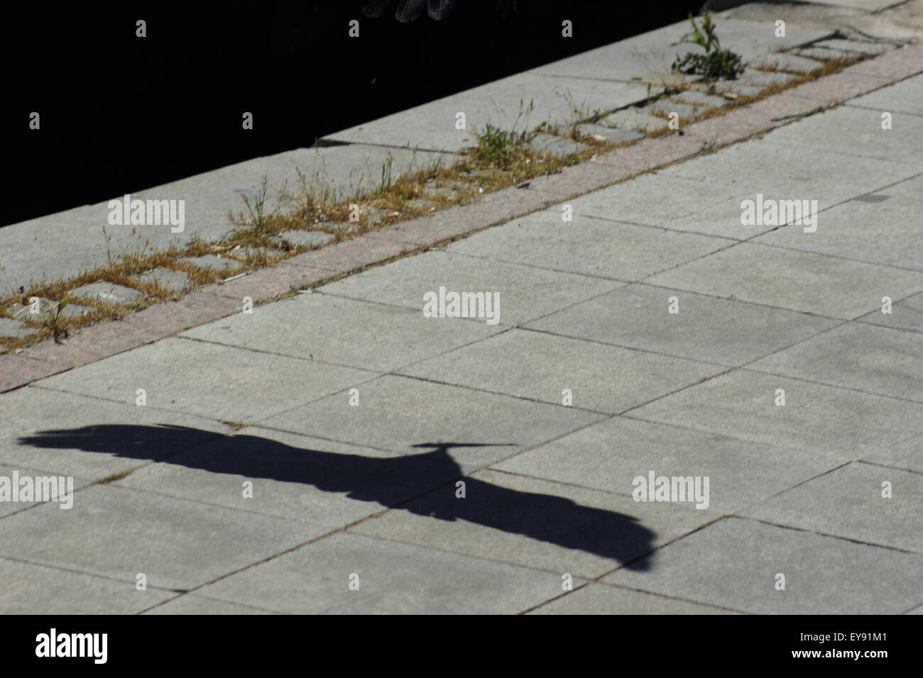 Shadow of falcon with prey Istanbul sidewalk Stock Photo - Alamy