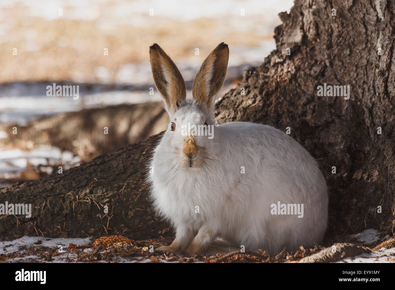 White tailed jackrabbit snow winter hi-res stock photography and images ...
