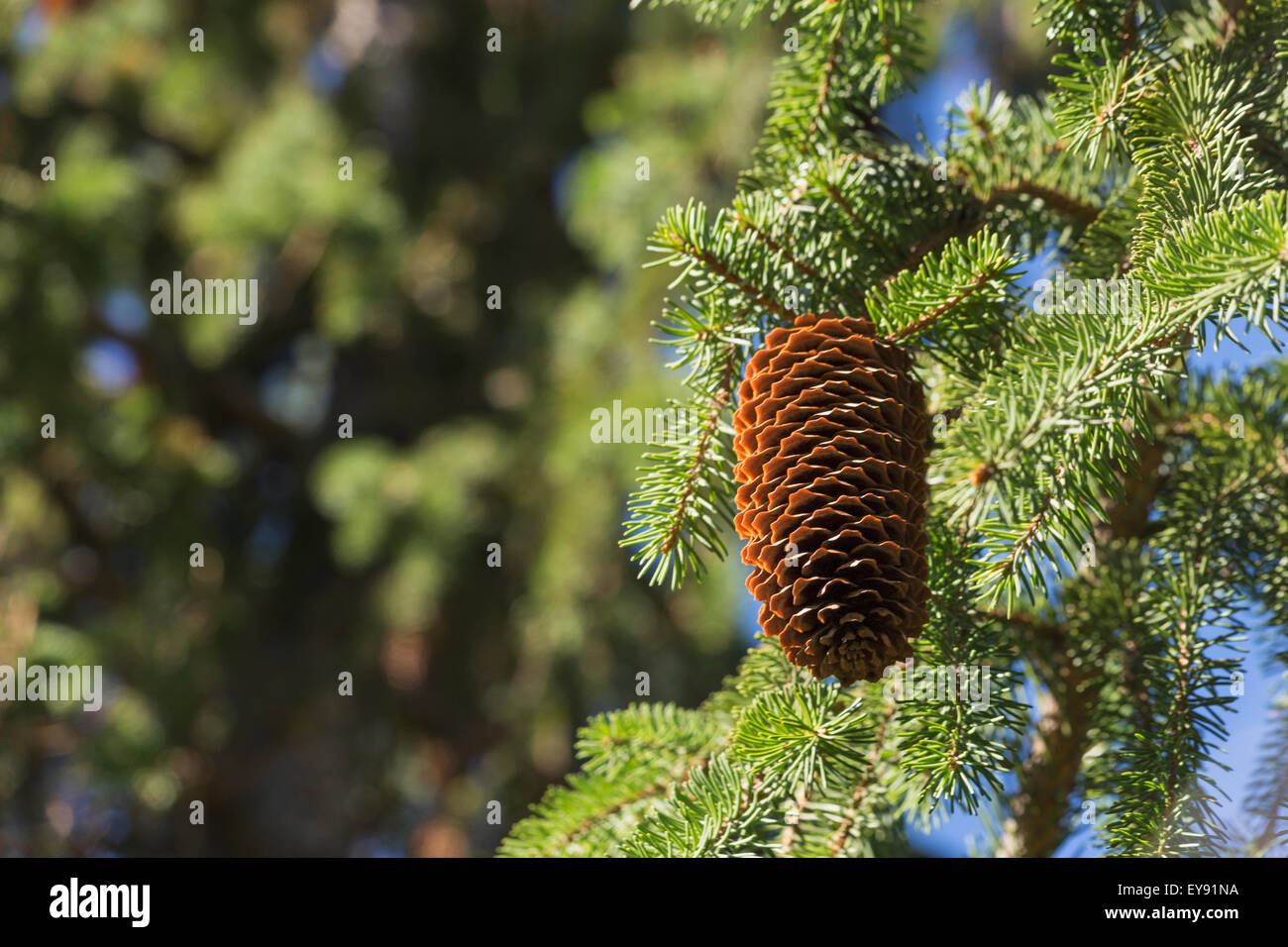 Open cone on spruce tree; Edmonton, Alberta, Canada Stock Photo - Alamy