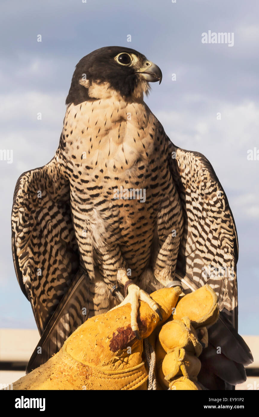 Person with falcon hi-res stock photography and images - Alamy