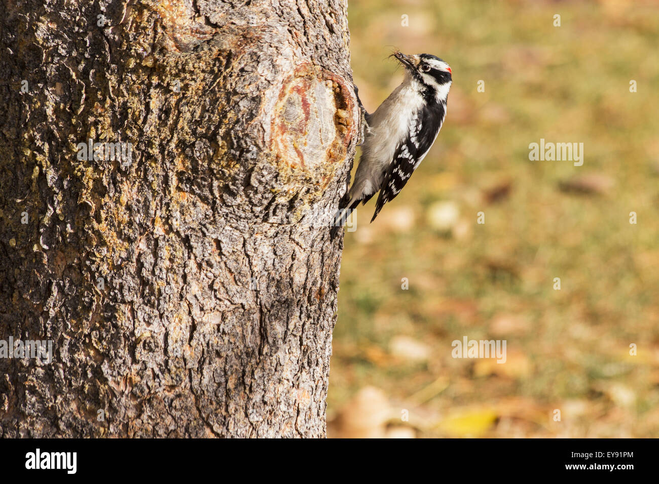 Downy woodpecker (Picoides pubescens) collecting insects and spiders ...