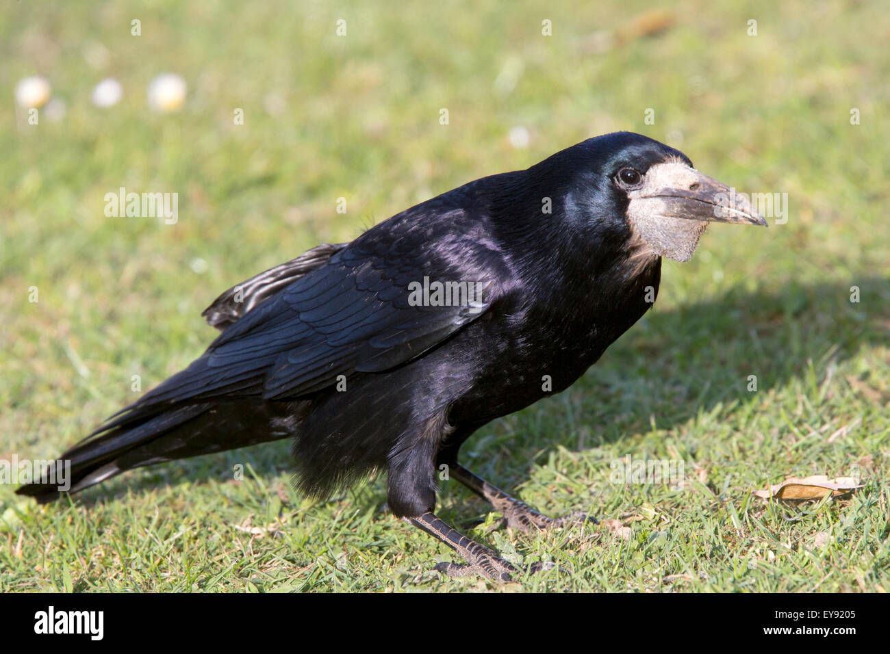 Rook, (Corvus frugilegus), adult, Heligan, Cornwall, England, UK Stock ...