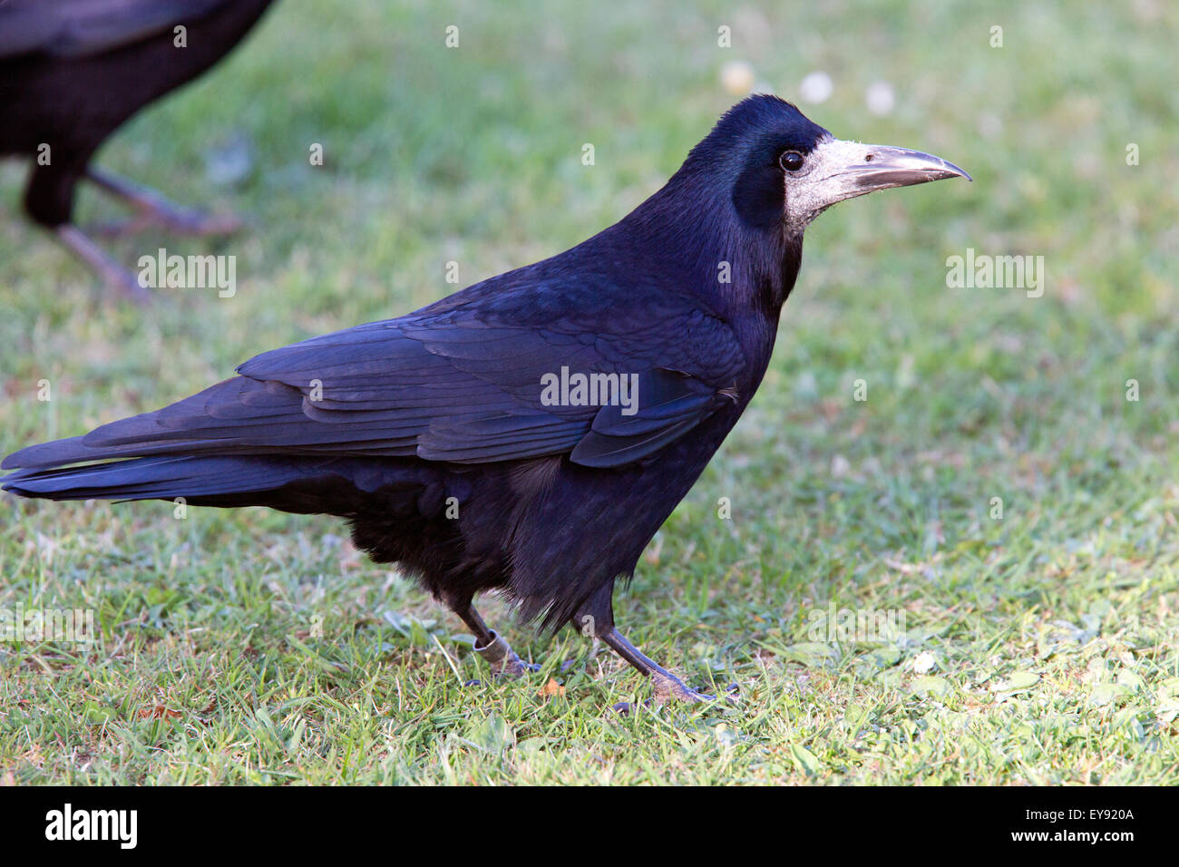 Rook, (Corvus frugilegus), adult, Heligan, Cornwall, England, UK Stock ...