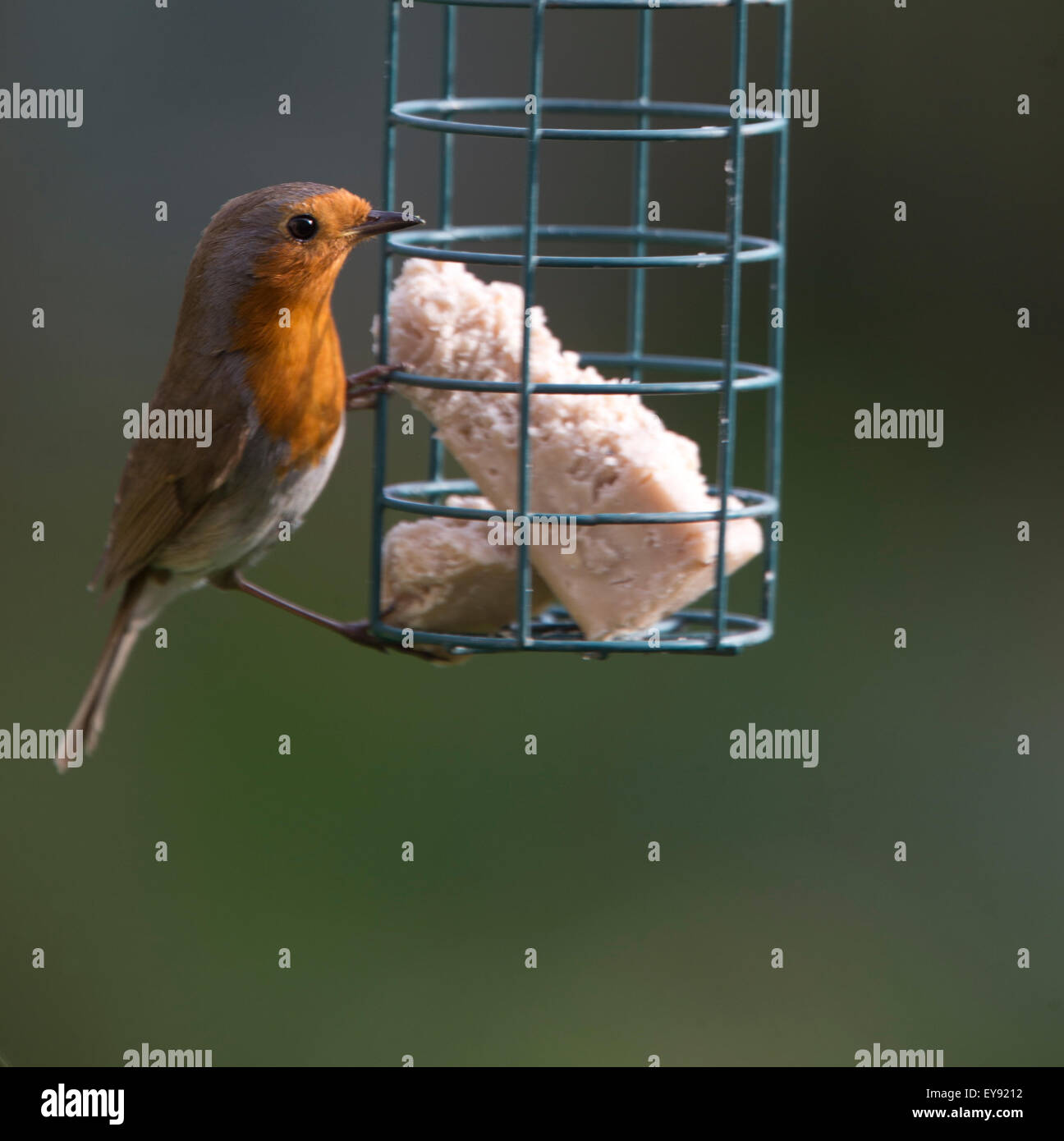 European Robin, (Erithacus rubecula), adult feeding on a fatball feeder ...