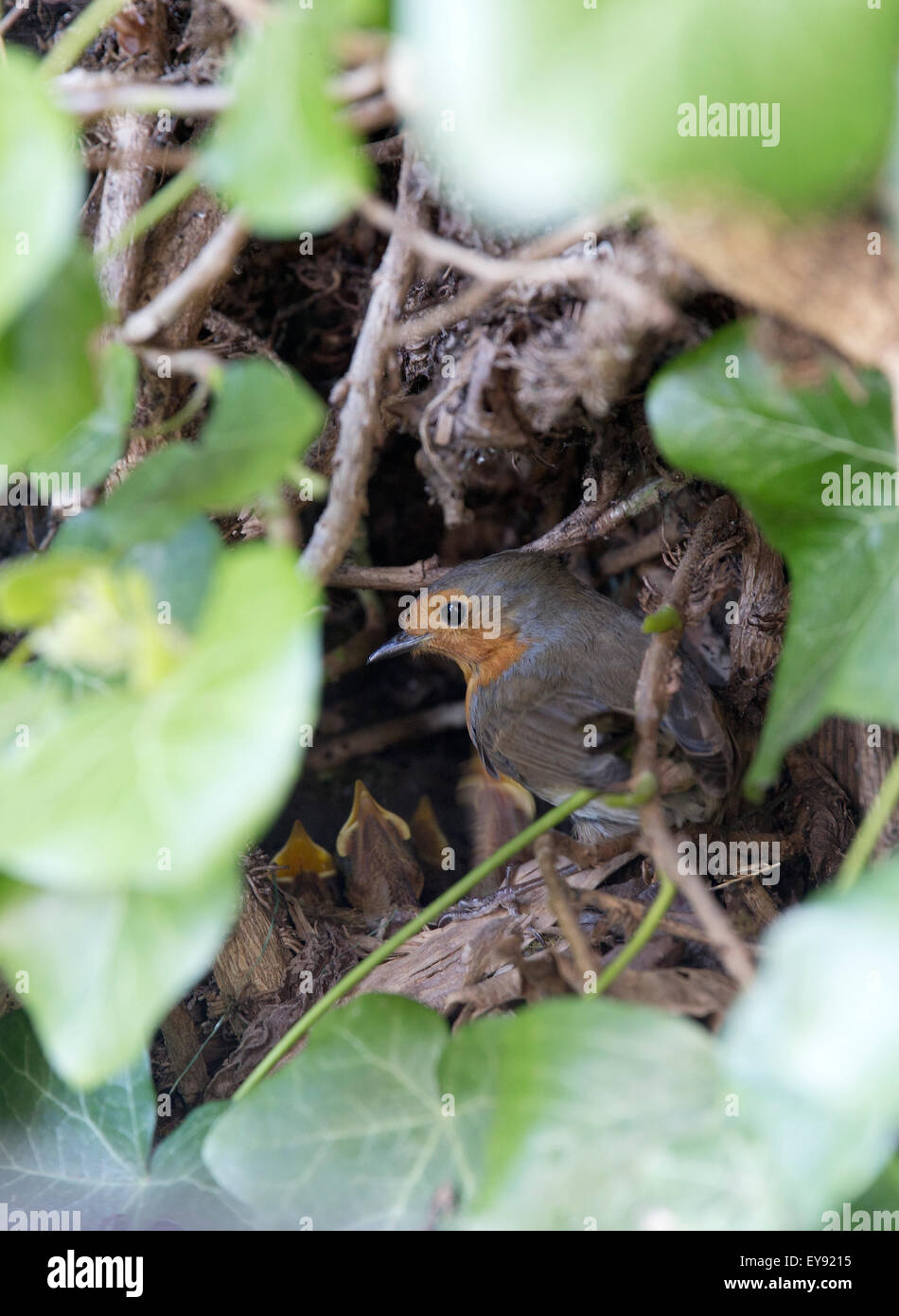 Nestling care hi-res stock photography and images - Alamy