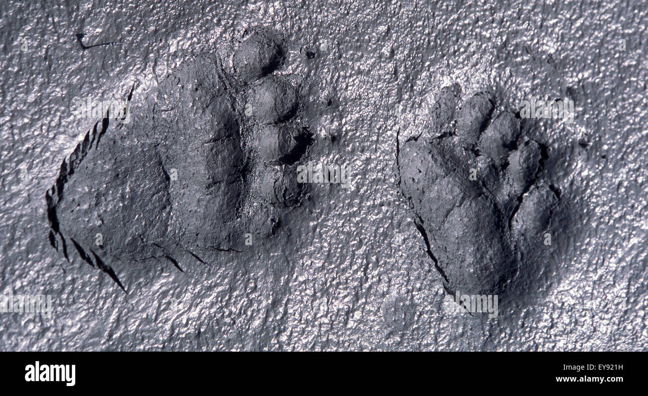 Bear footprints hi-res stock photography and images - Alamy
