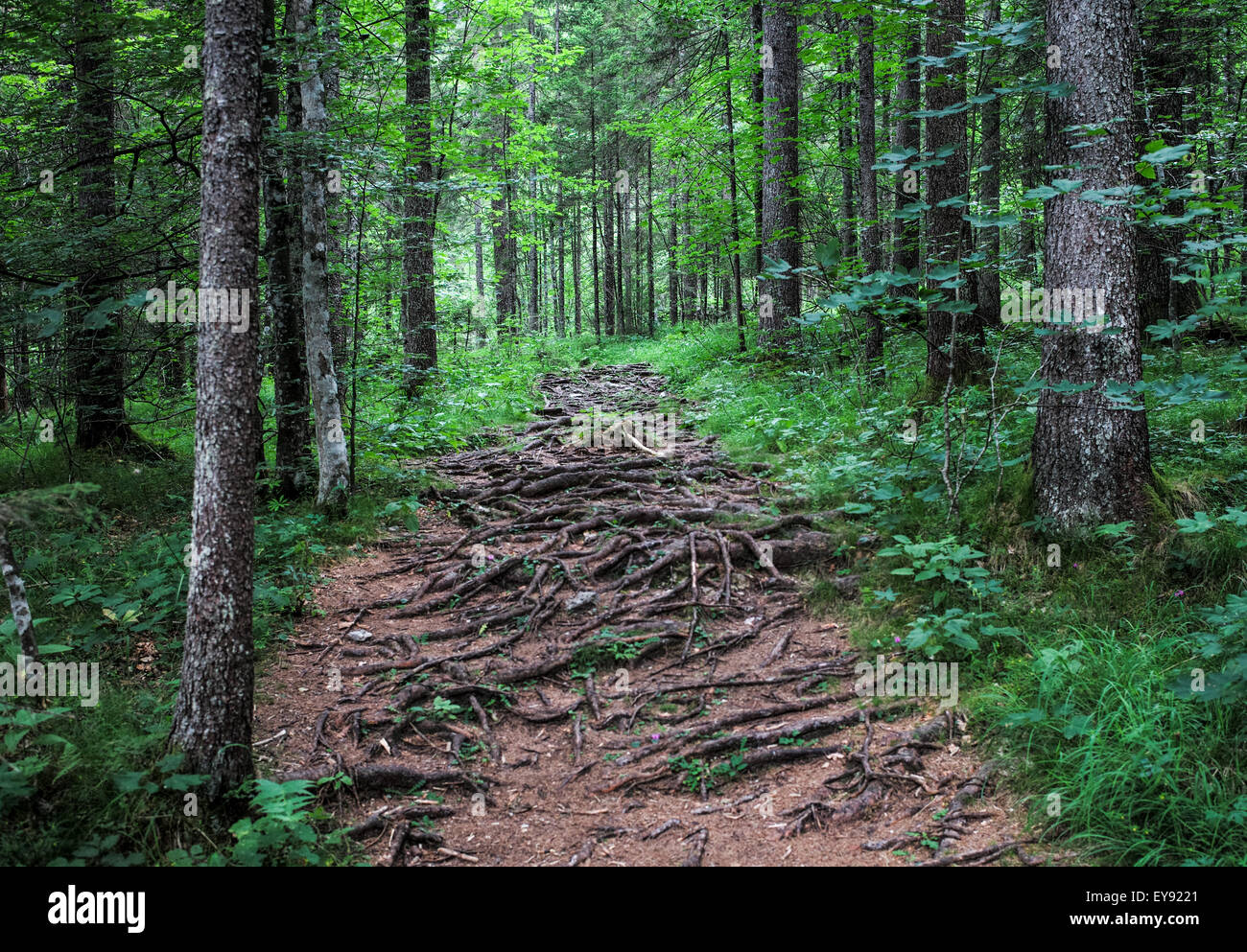 Footpath in a forest Stock Photo - Alamy