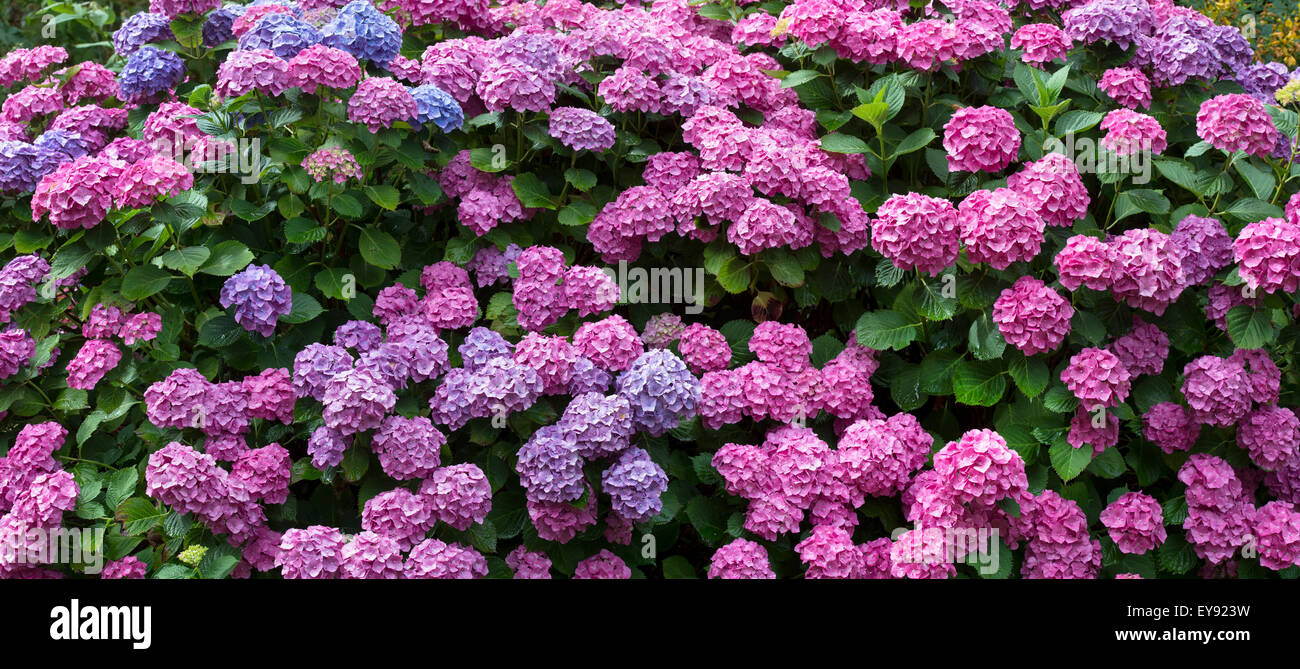 Hydrangea border hi-res stock photography and images - Alamy