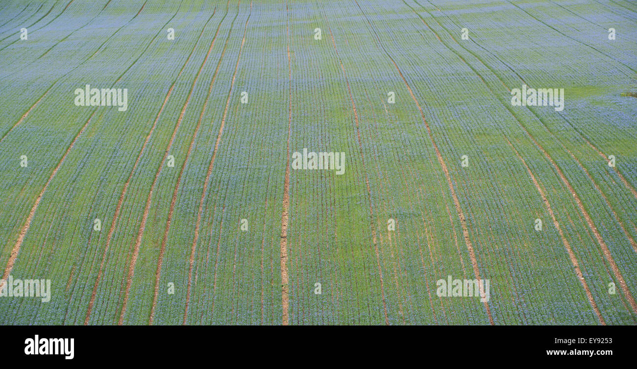 Agricultural crop blue flower flowers crops hi-res stock photography ...