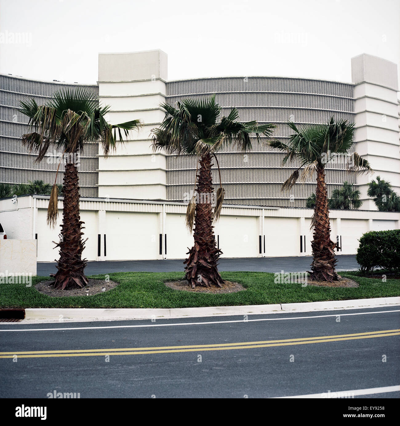 Florida road palm trees hi-res stock photography and images - Alamy