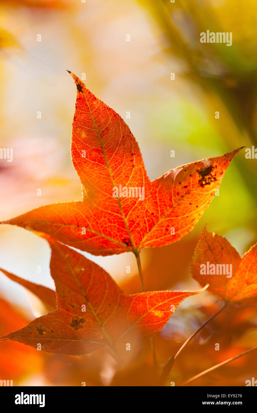 Autumn maple leave detail Stock Photo - Alamy