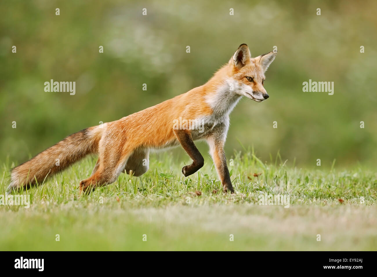 Red fox walking away hi-res stock photography and images - Alamy