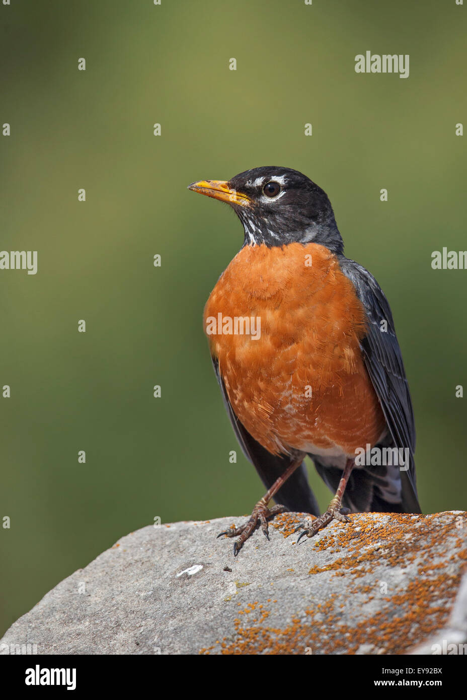 North American robin (Turdus migratorius); Montreal, Quebec, Canada ...