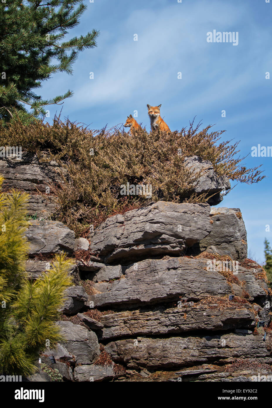 Red fox sitting on rock hi-res stock photography and images - Alamy