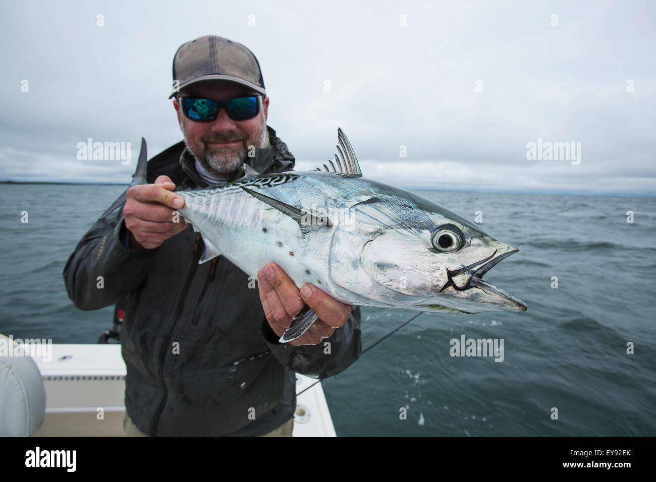 False Albacore Tuna