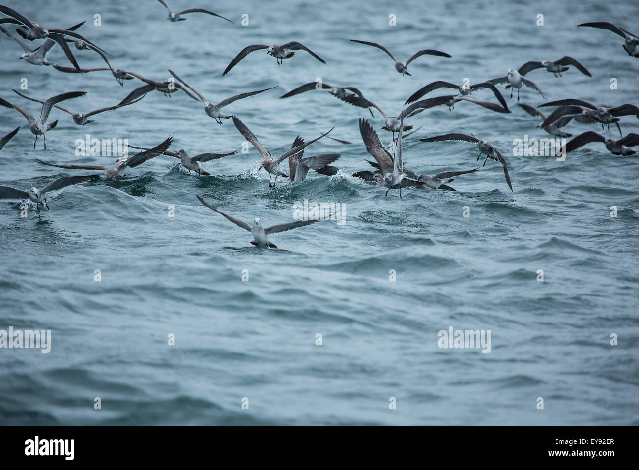 Bait fish being attacked by birds; Cape Cod, Massachusetts, United ...