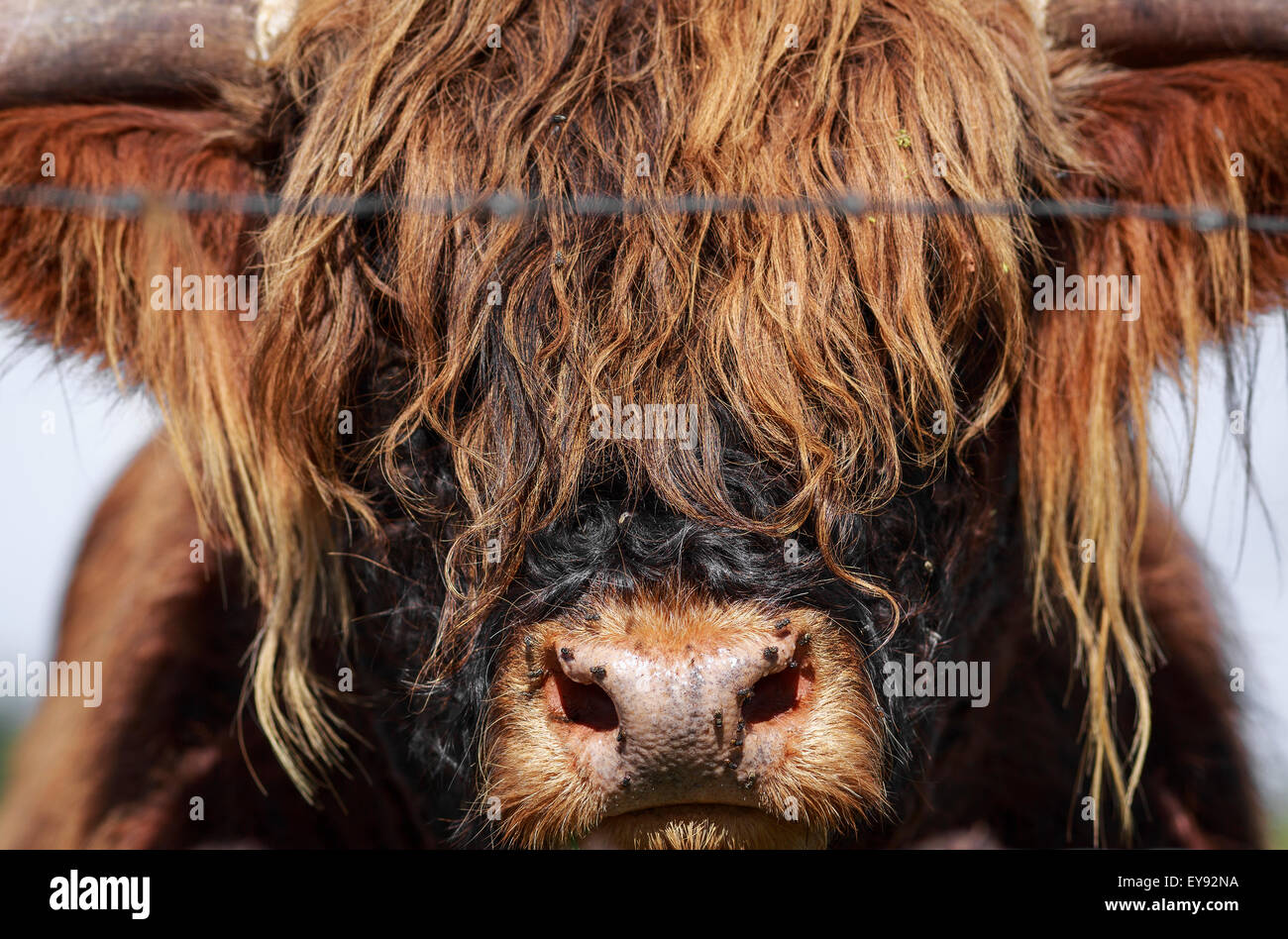 Pest Flies Cattle High Resolution Stock Photography and Images - Alamy