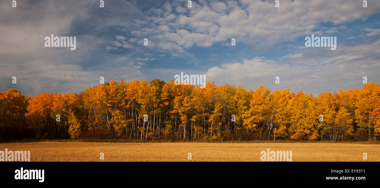 Landscape and deciduous trees in a forest with autumn colours; Manitoba ...