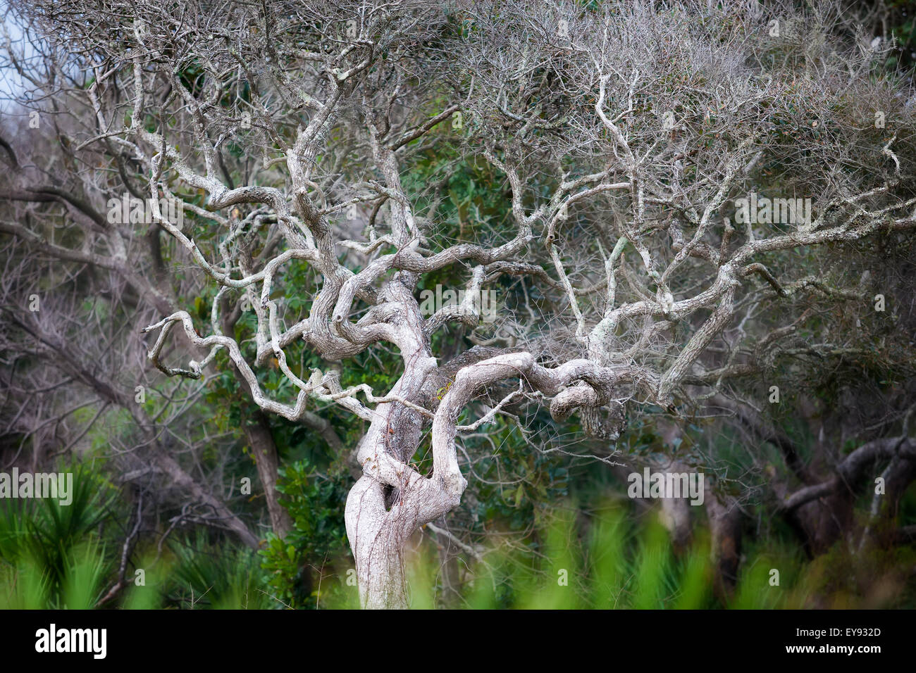 Tree twisted coastal wind hi-res stock photography and images - Alamy
