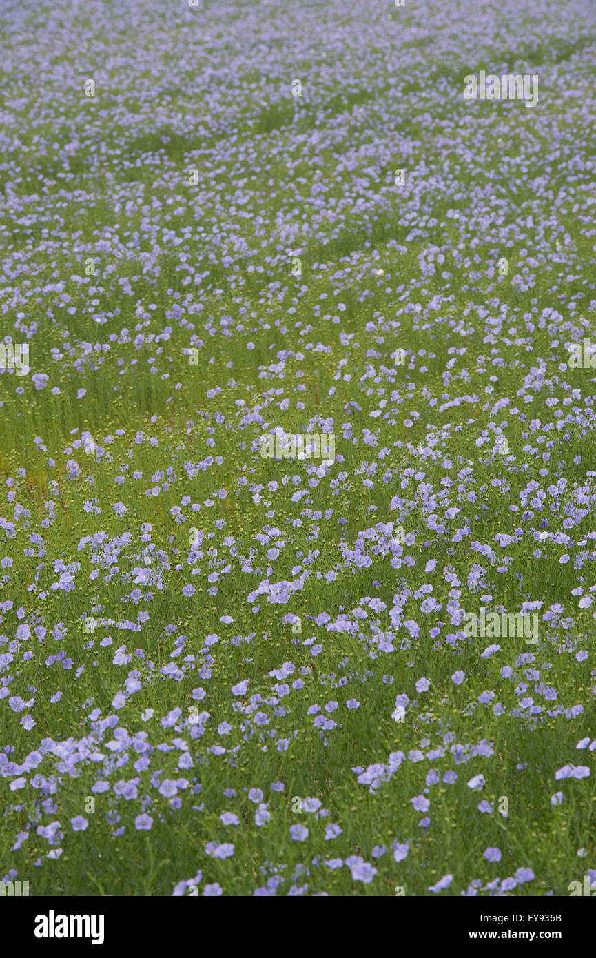 Linseed crop hi-res stock photography and images - Alamy