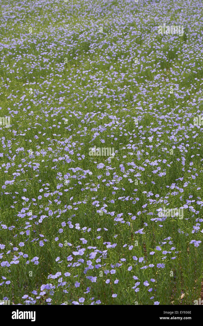 Linum usitatissimum. Linseed crop flowering in a field in the English ...