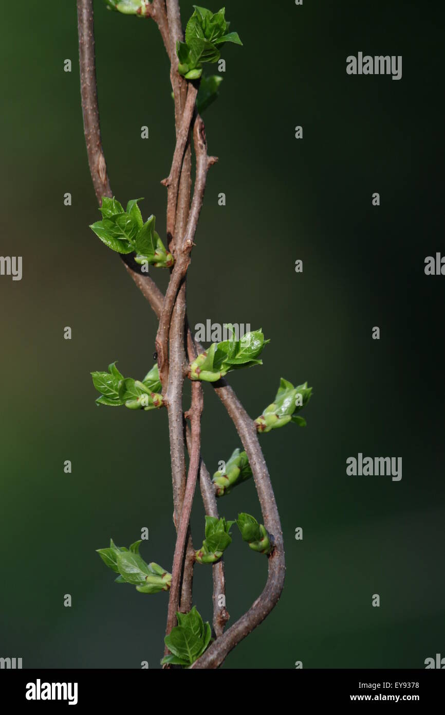 Bittersweet vine hi-res stock photography and images - Alamy