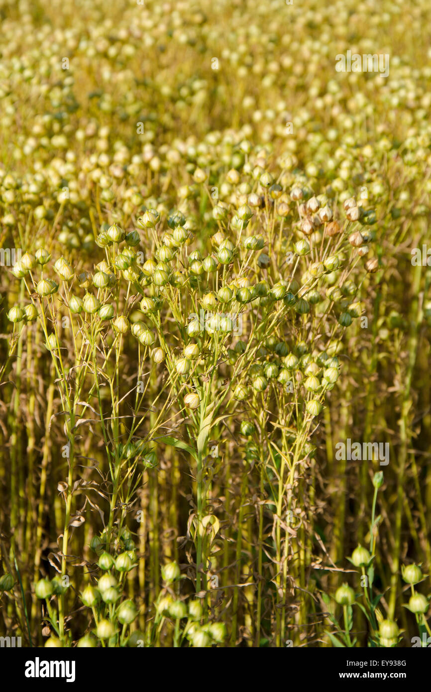 The flax field Stock Photo - Alamy