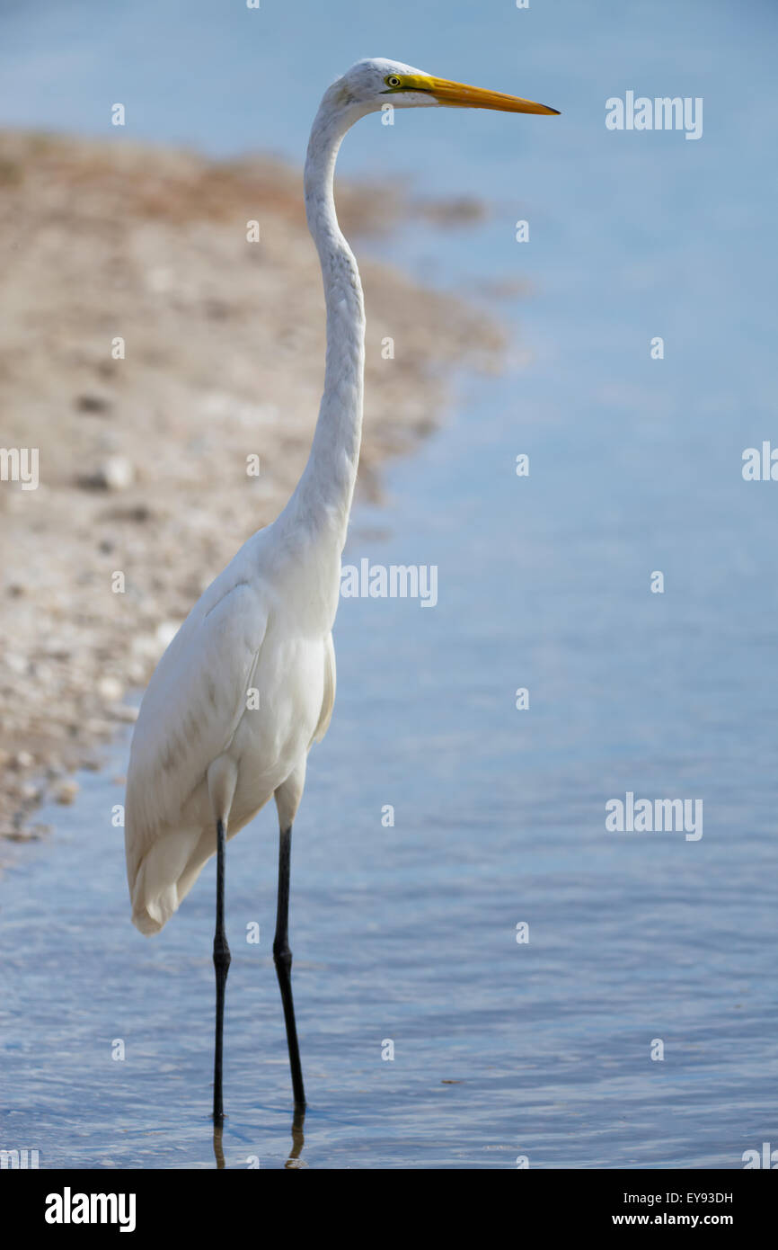Egret standing in shallow water; United States of America Stock Photo ...