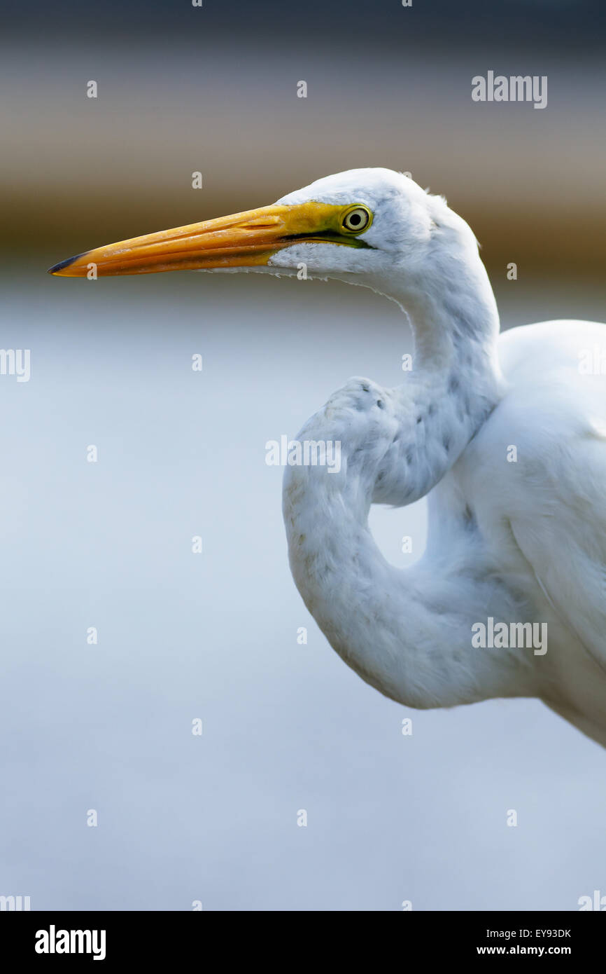Egret with it's neck in an S shape; United States of America Stock ...