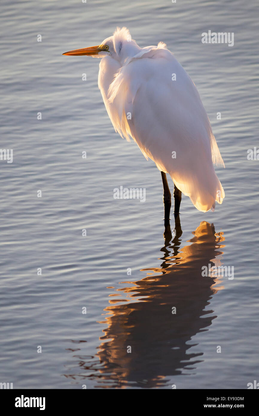 Bird feathers blowing in the wind hi-res stock photography and images ...