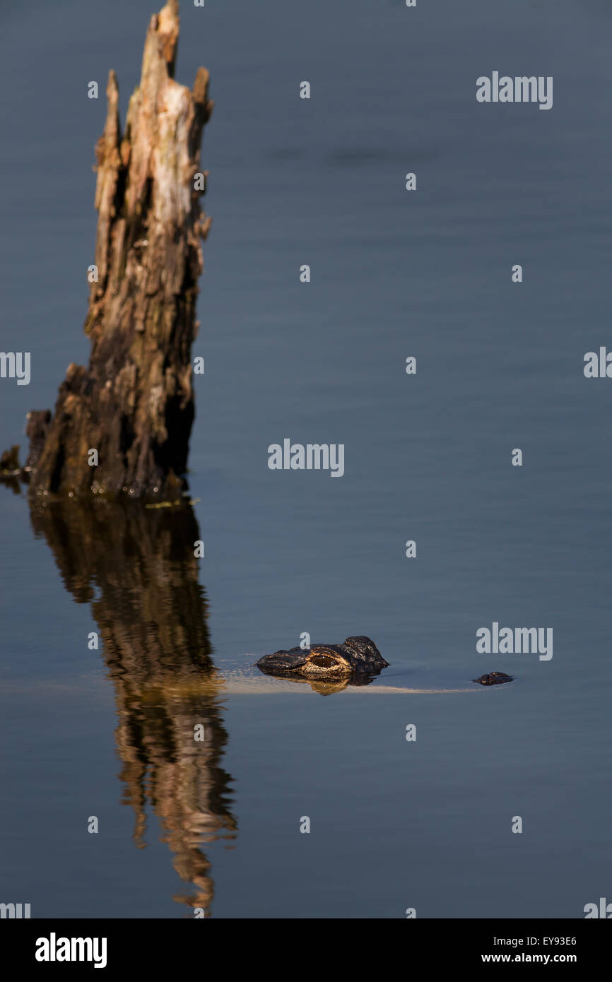 Dead alligator hi-res stock photography and images - Alamy