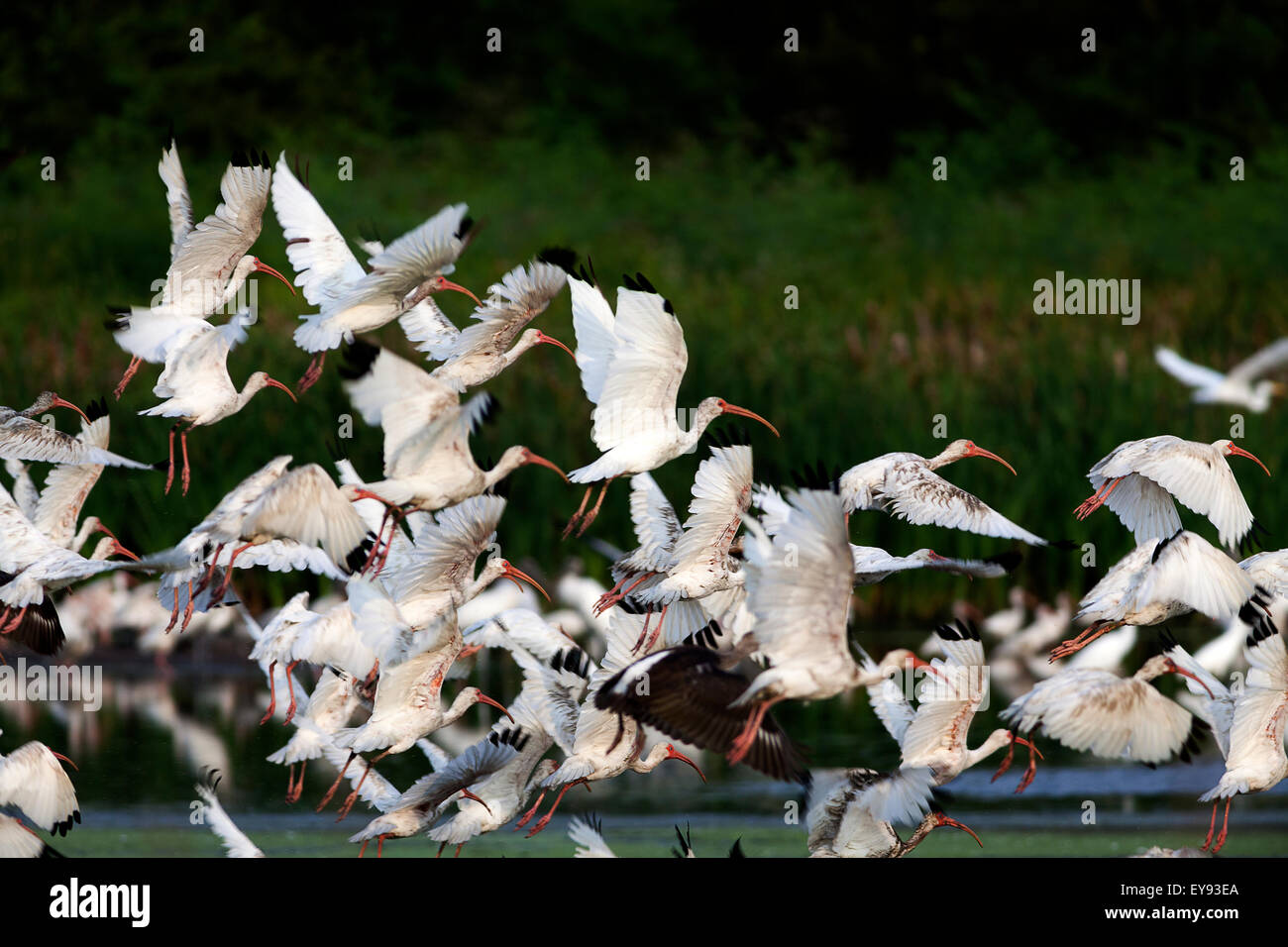 A large flock of Ibis taking off from a large wetland area with the ...