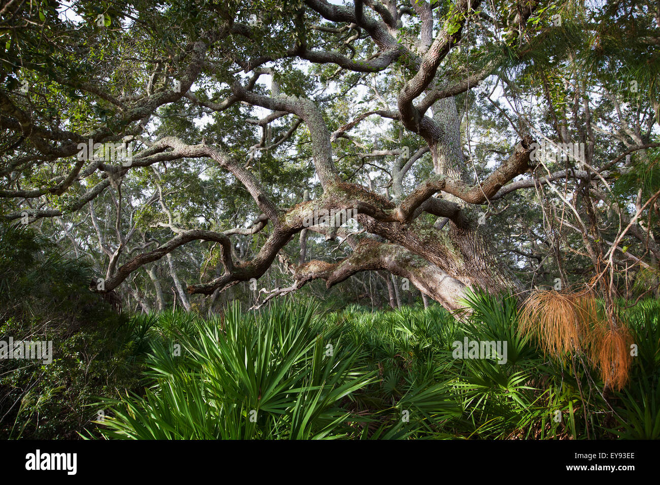 Old, twisted tree with a large canopy stretching out in a coastal ...