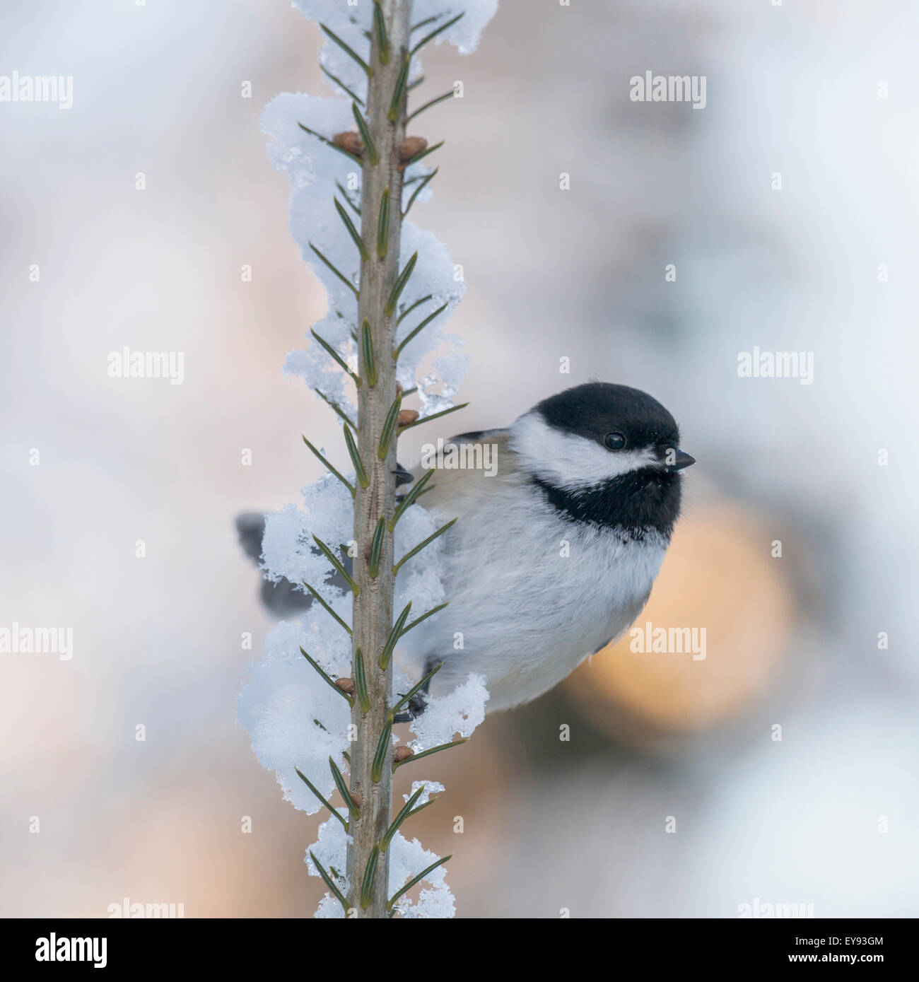 Chickadee sitting on a snow covered pine branch; Ontario, Canada Stock ...