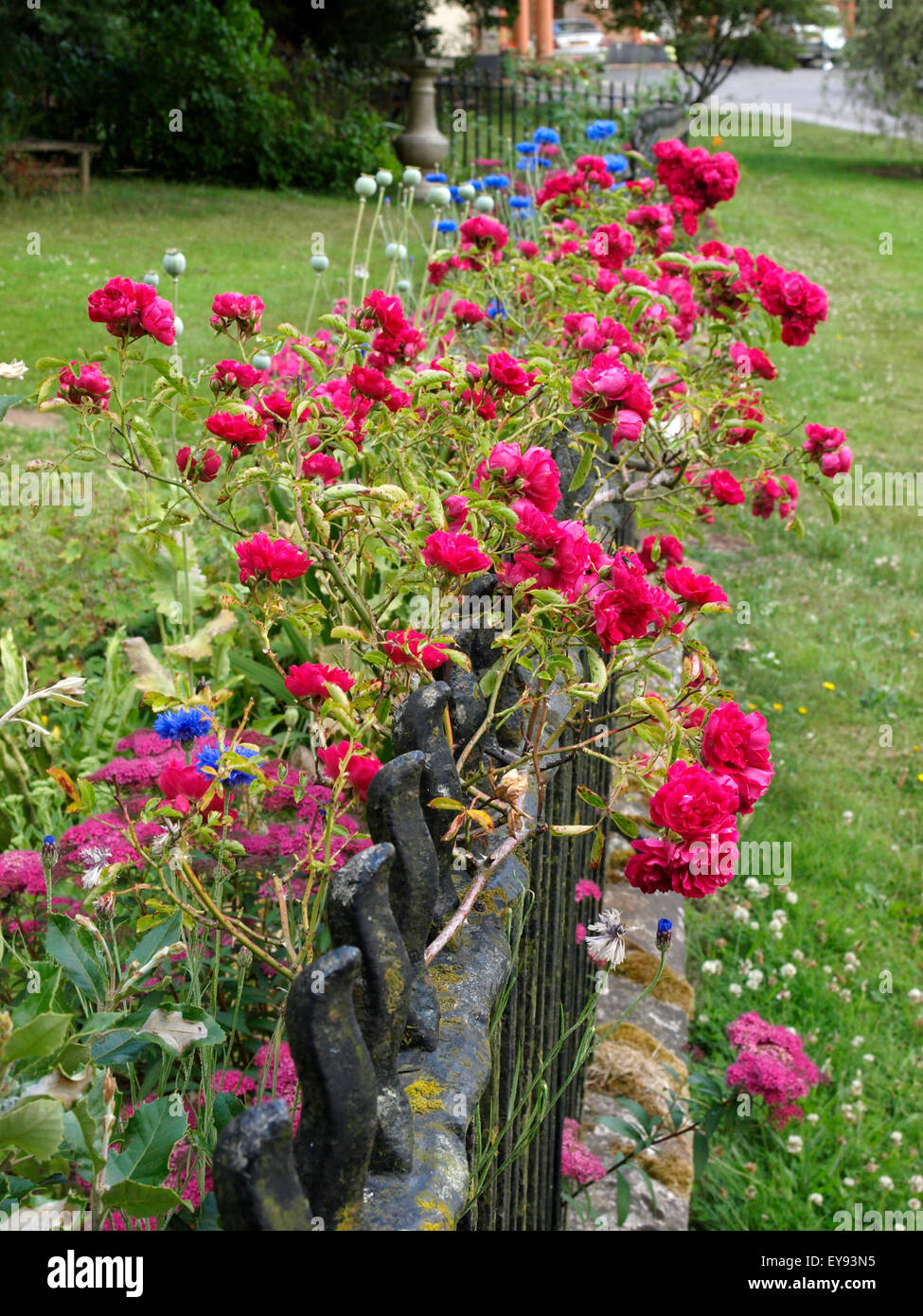 Rambling rose hi-res stock photography and images - Alamy