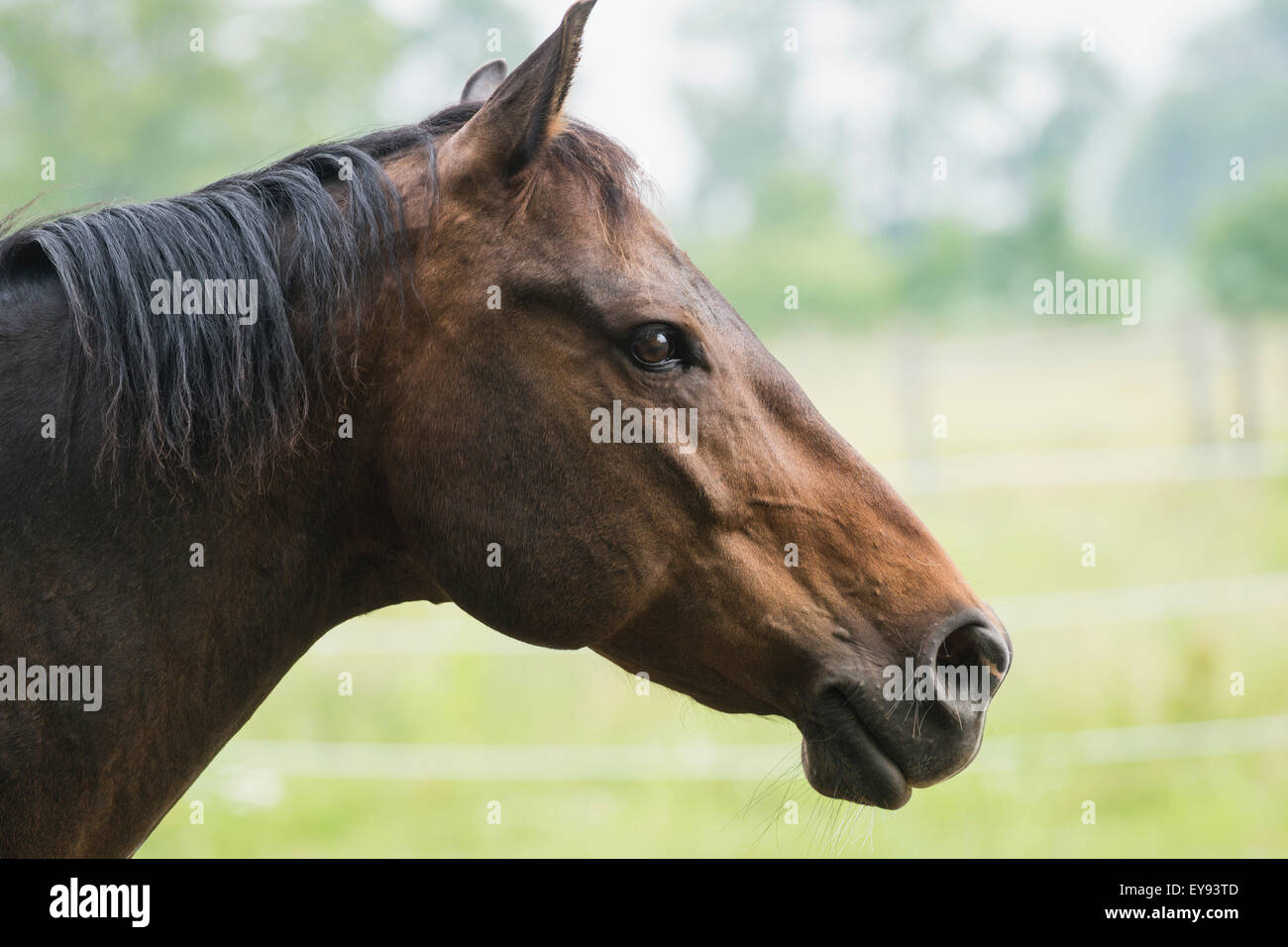 Quarter Horse Head Profile