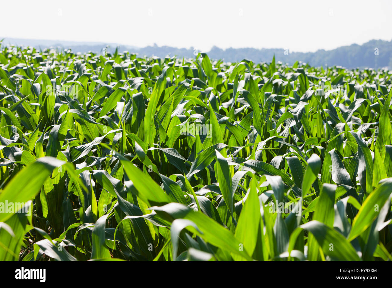 Close up of a corn field; Lancaster, Pennsylvania, United States of ...