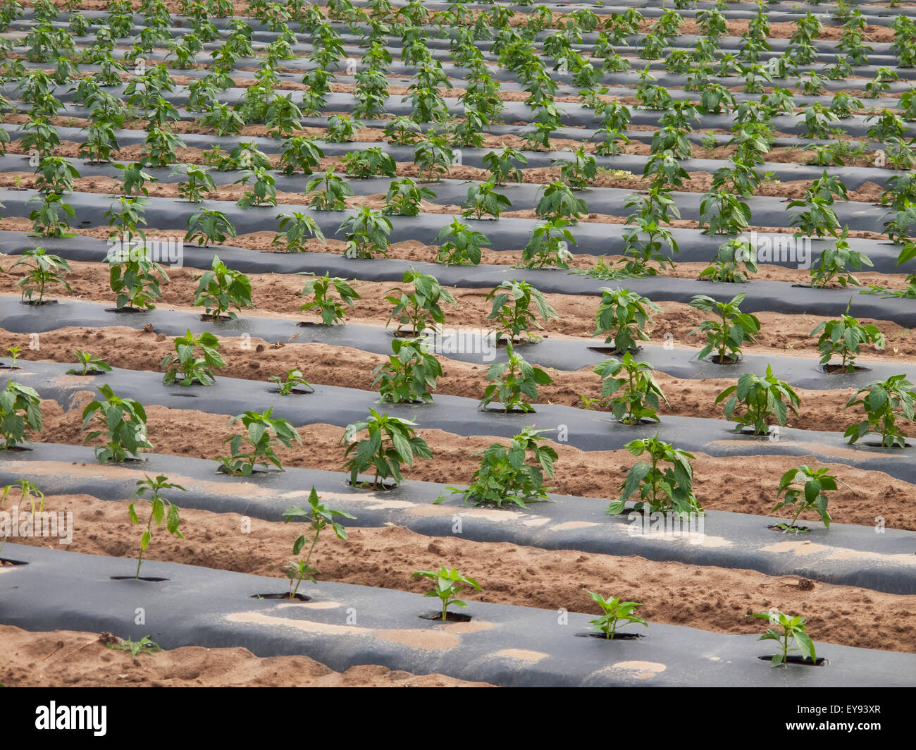 United states new jersey swedesboro hi-res stock photography and images ...