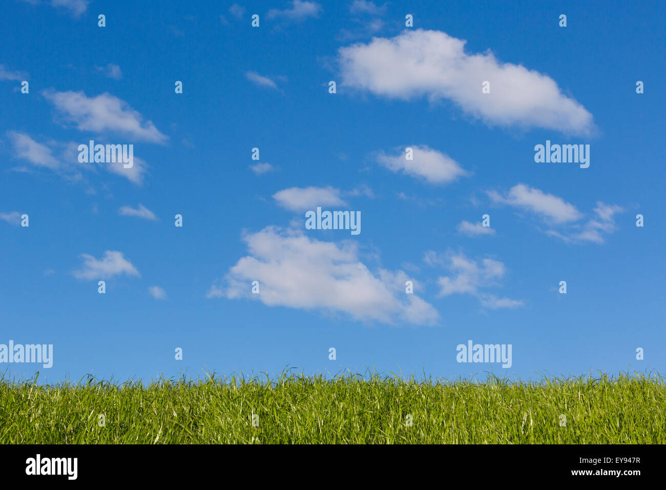 Green grass and blue sky with clouds; Anchorage, Alaska, United States ...