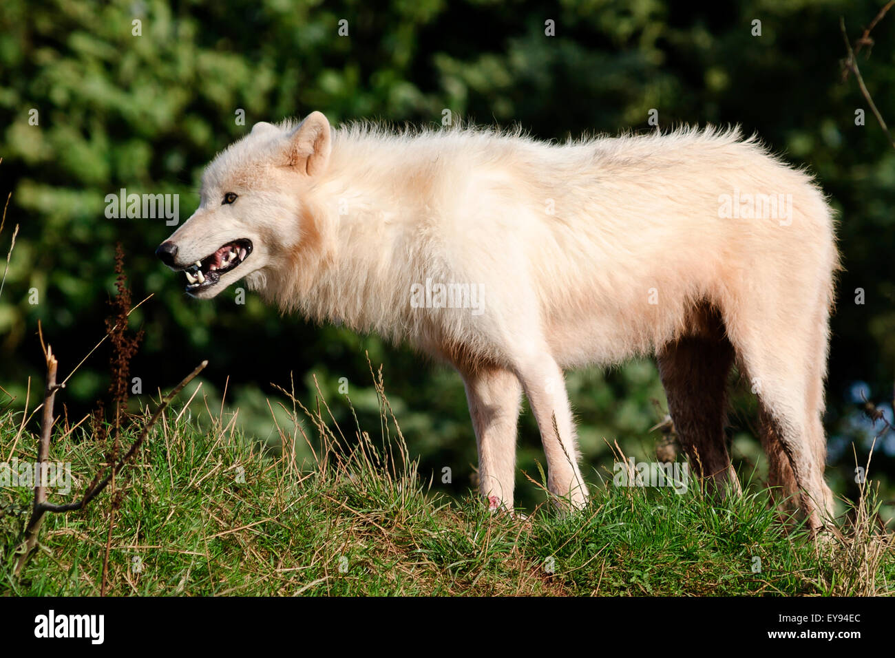 An Arctic wolf standing grassland, Canis lupus arctos Stock Photo - Alamy