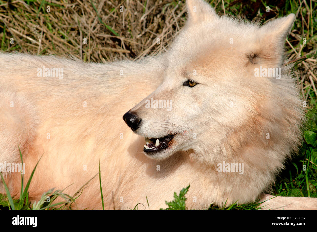 Wolf sitting hi-res stock photography and images - Alamy