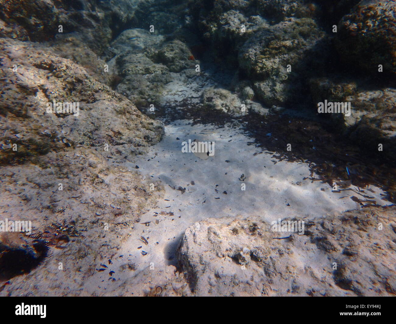 Sea life, shells, animals and fish at the bottom of the sea, underwater ...