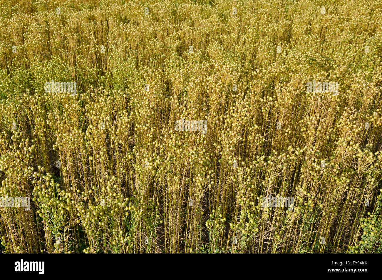 Flax plant harvest hi-res stock photography and images - Alamy