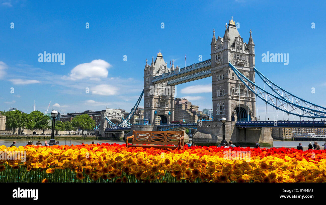 Tower Bridge in London on a nice summer day with gerberas in front ...